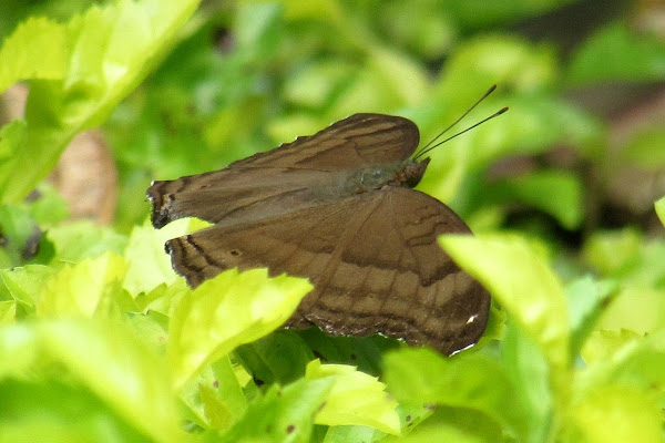 Chocolate Pansy | Project Noah