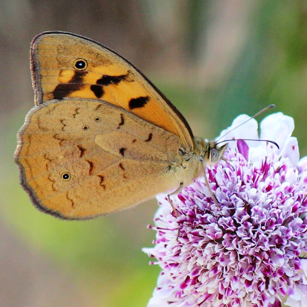 Common Brown Butterflies | Project Noah