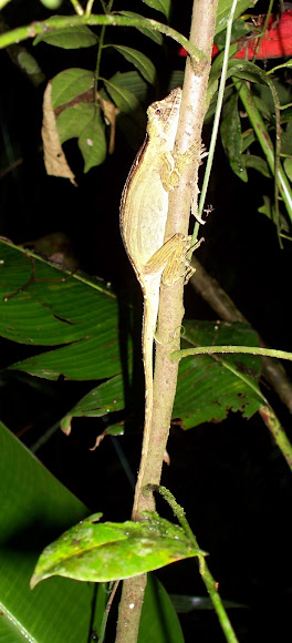 Big-Headed Anole | Project Noah