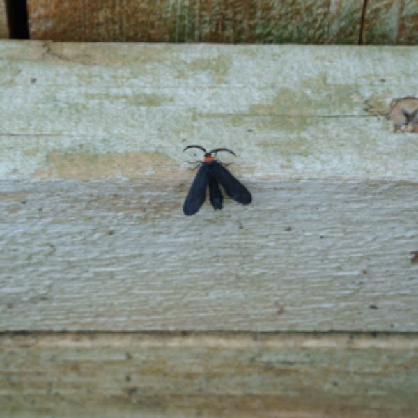 Grape-leaf Skeletonizer | Project Noah