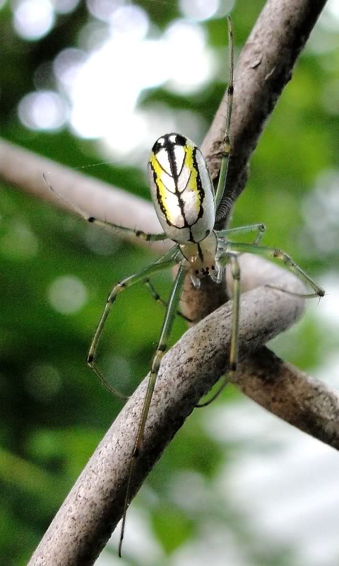 Orchard Orb Weaver | Project Noah
