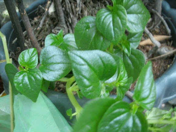 Pansit-Pansitan | Project Noah