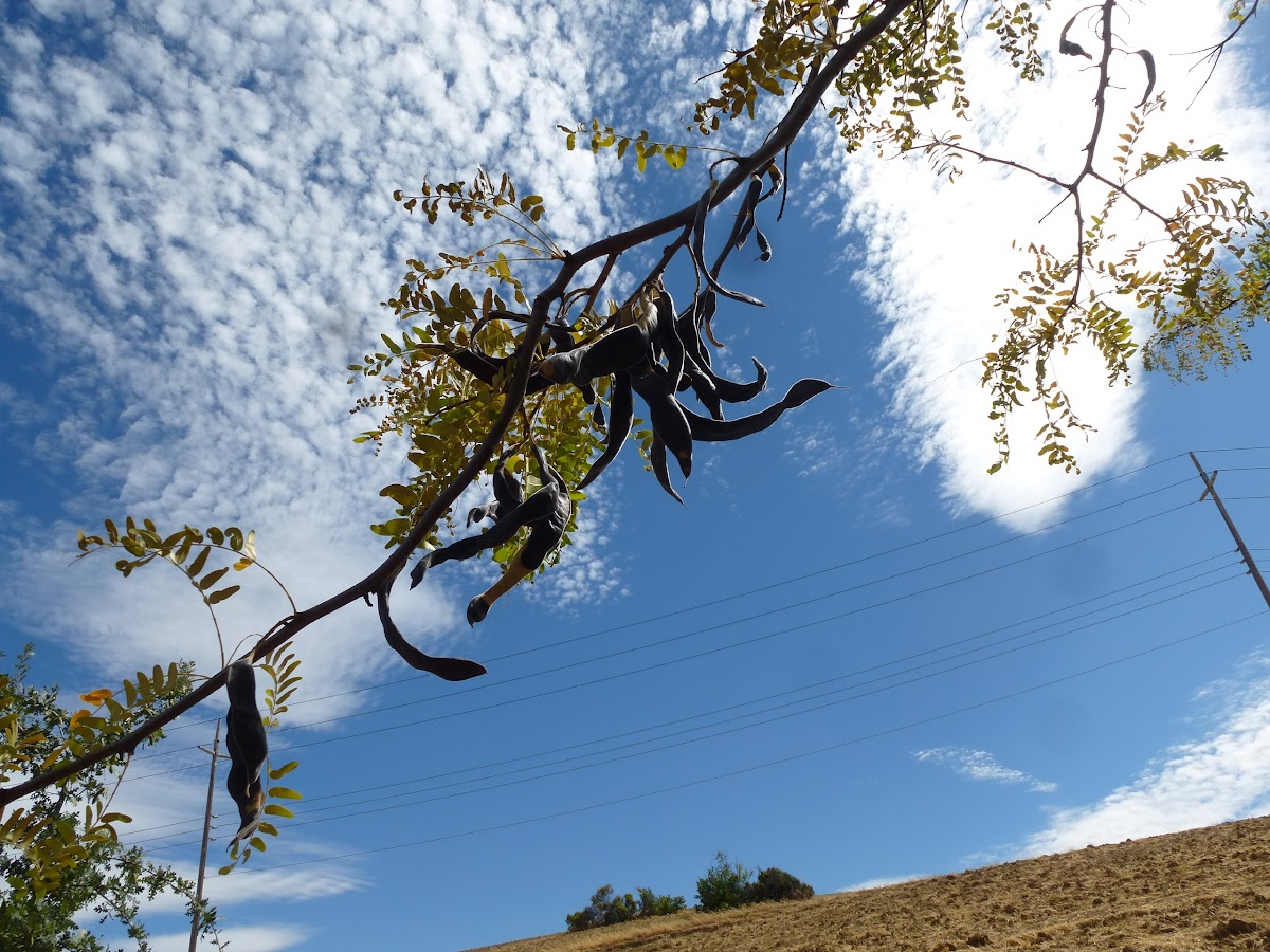 Honey Locust | Project Noah