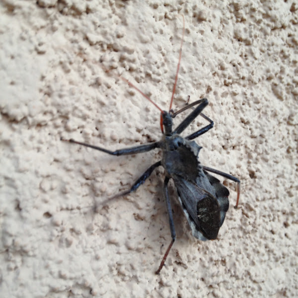 Wheel Assassin Bug, Family Reduviidae | Project Noah