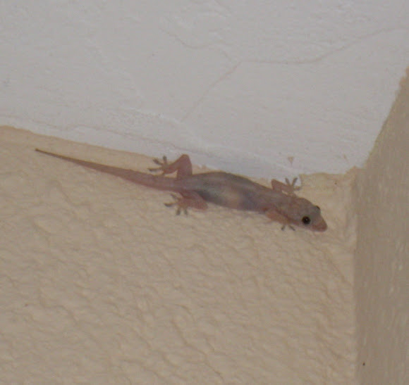 Common House Gecko | Project Noah