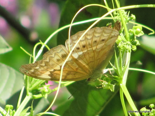 LARGE YEOMAN | Project Noah