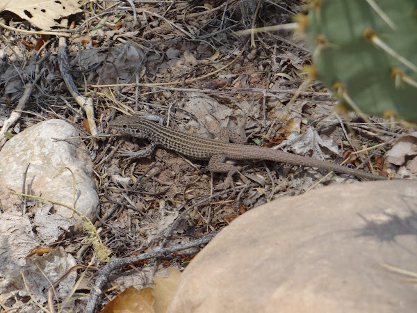 Tiger Whiptail Lizard | Project Noah