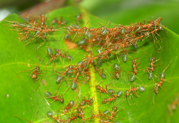 Green Tree Ant | Project Noah