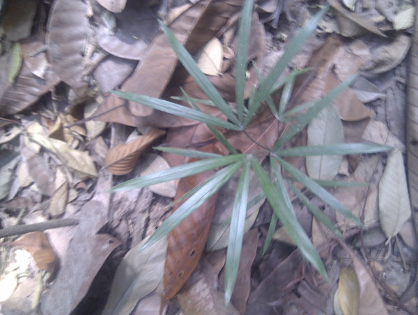 Paku Jari Merah, Red Finger Fern | Project Noah