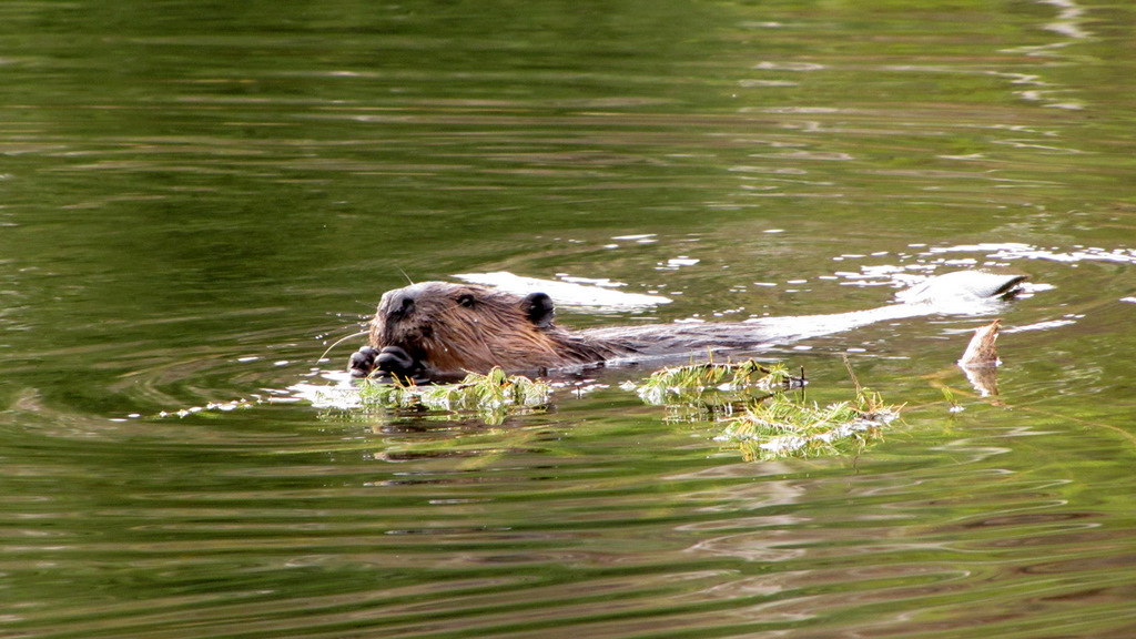 North American Beaver | Project Noah