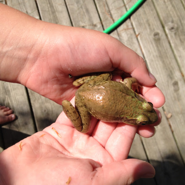 Green frog | Project Noah