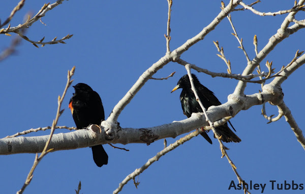 Red-winged Blackbird | Project Noah