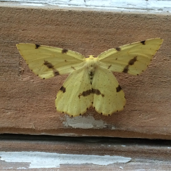 Crocus Geometer | Project Noah