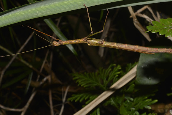 Winged Stick Insect, Phasmid | Project Noah