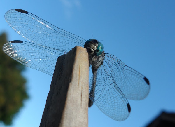 Spotting | Project Noah