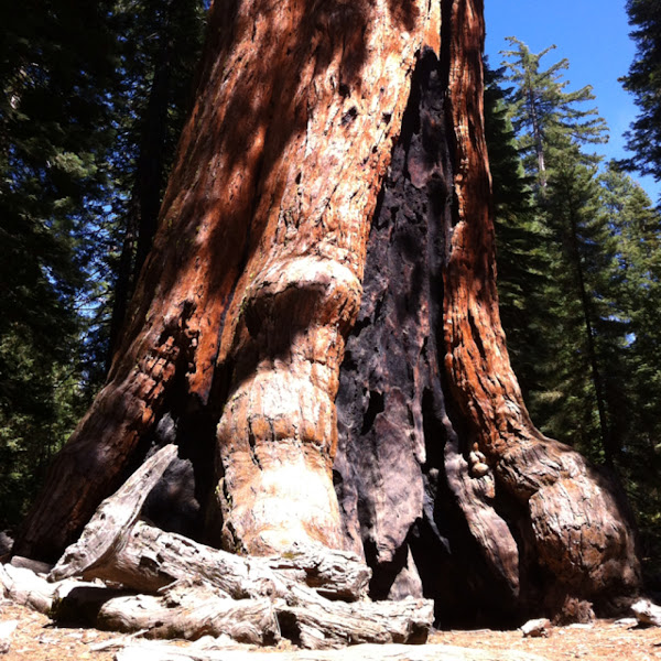 Giant Sequoia | Project Noah