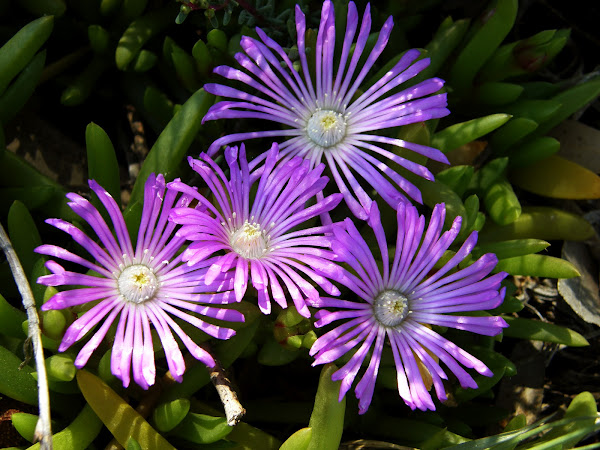 Rounded Noon-flower | Project Noah