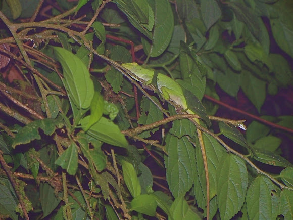 Neotropical Green Anole | Project Noah
