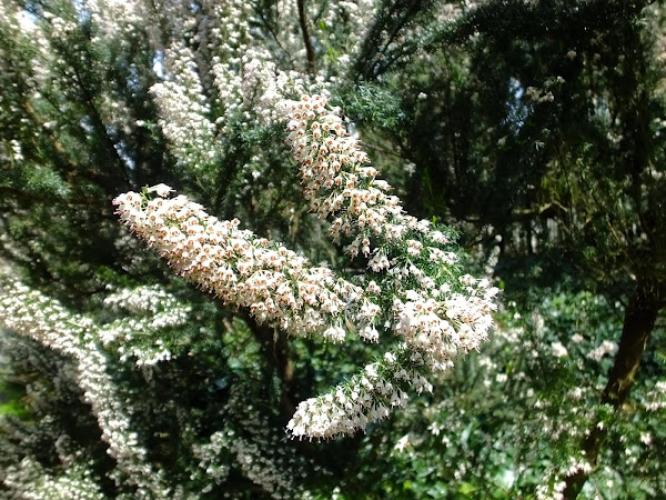 Tree Heath | Project Noah