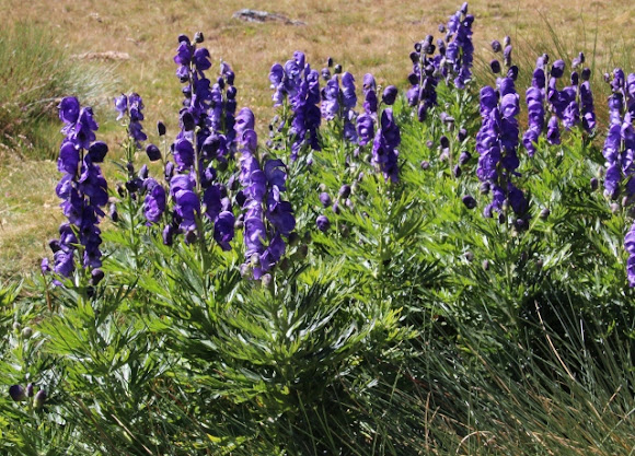 Acónito común | Project Noah