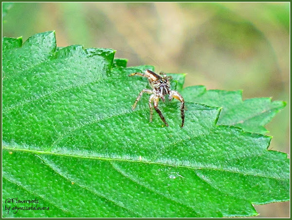 Chrysilla Jumping Spider | Project Noah