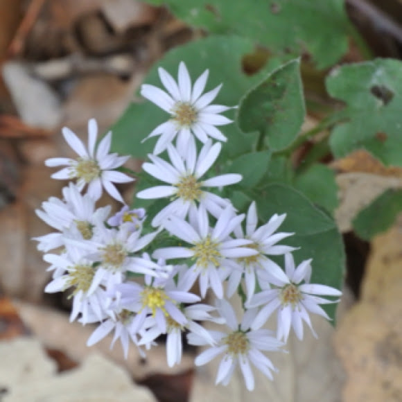 Texas Aster | Project Noah
