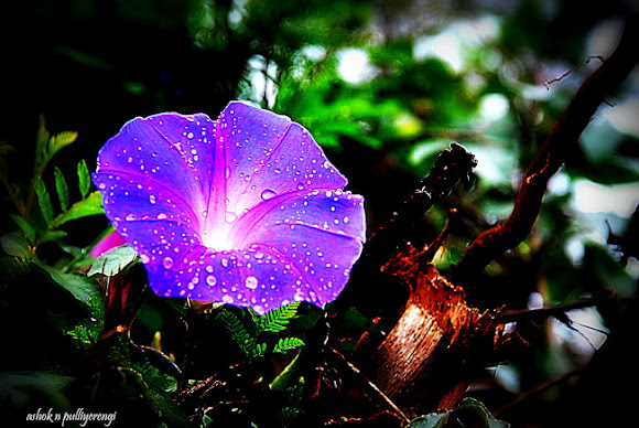 Blue Dawn Flower, Oceanblue morning-glory, Blue morning-glory | Project ...