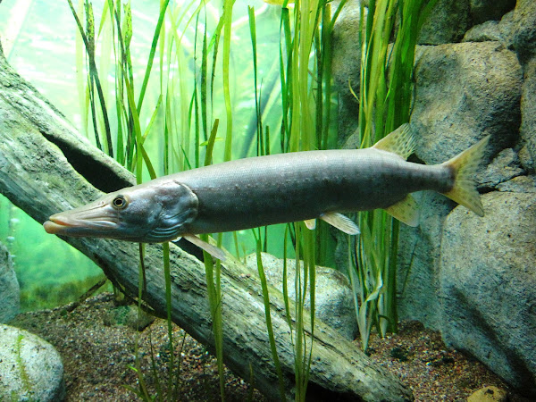 Muskellunge | Project Noah