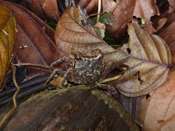 Mangrove Tree Crab | Project Noah