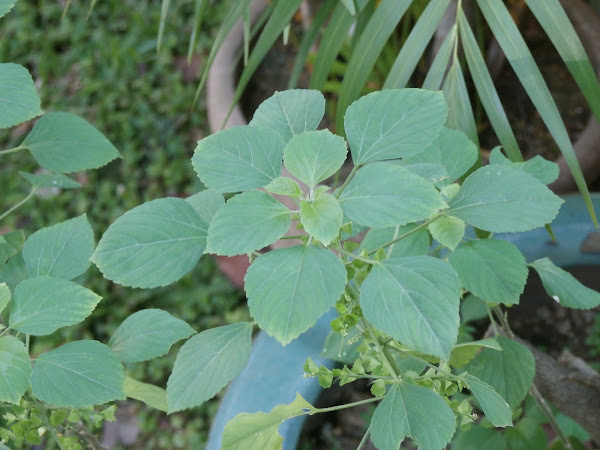 Indian Nettle | Project Noah