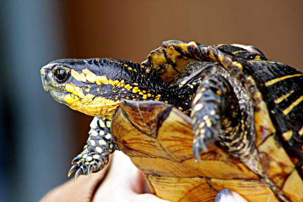 Florida Box Turtle | Project Noah