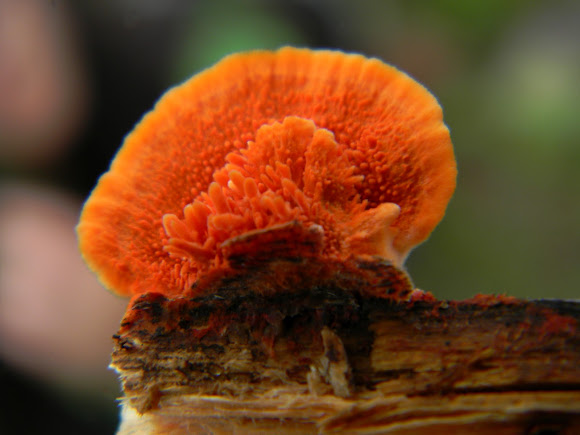Red polypore | Project Noah
