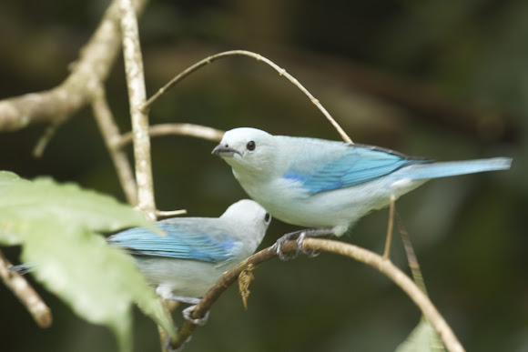 Viuda o Tangara Azuleja | Project Noah