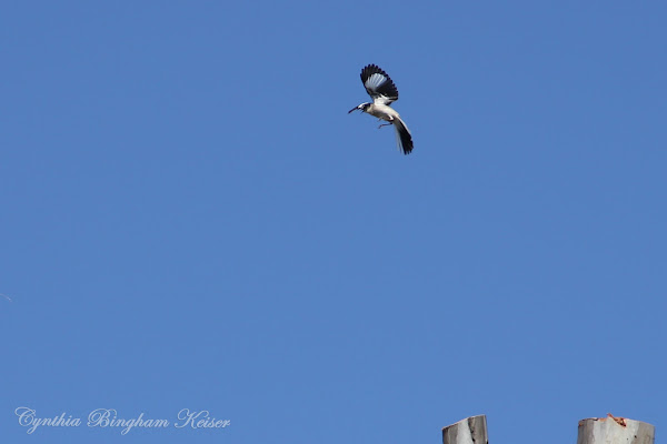 (Male) Northern Mockingbird | Project Noah