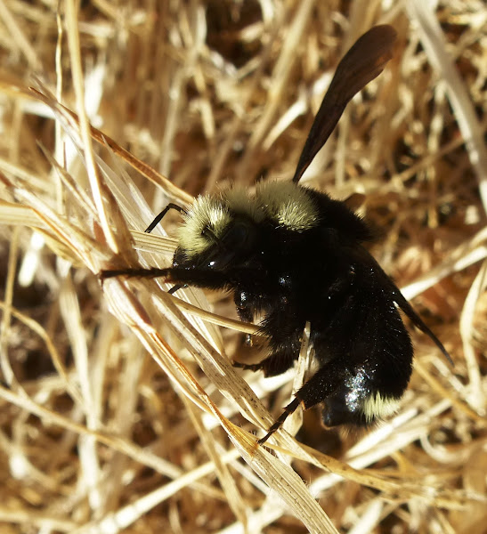 Yellowfaced Bumble Bee | Project Noah