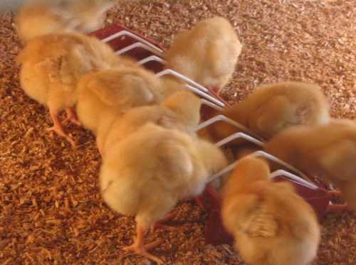 Philippine Native Chickens | Project Noah