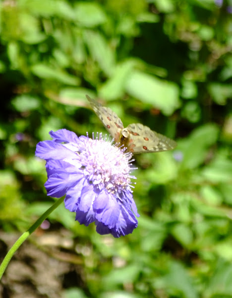 Clodius Parnassian | Project Noah