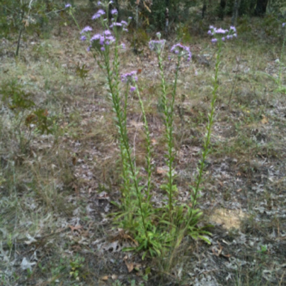 Florida Paintbrush | Project Noah
