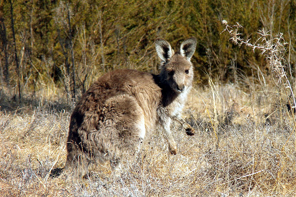 Eastern Gray Kangaroo | Project Noah