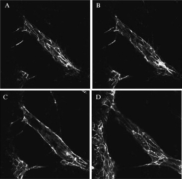 In Vitro Differentiation of Mouse Embryonic Stem Cells Into Primitive ...