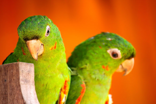 Red Speckled Conure, Cuban Conure | Project Noah
