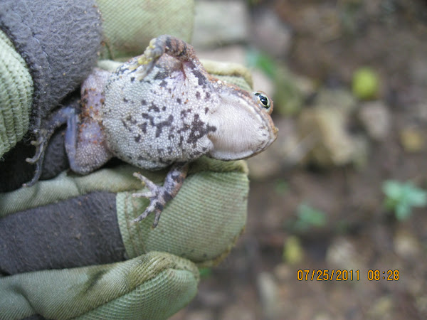 American Toad | Project Noah