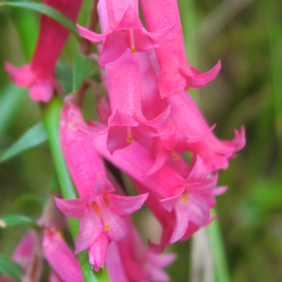 Pink Heath | Project Noah