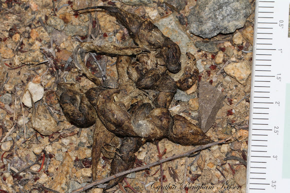 Gray Fox scat | Project Noah