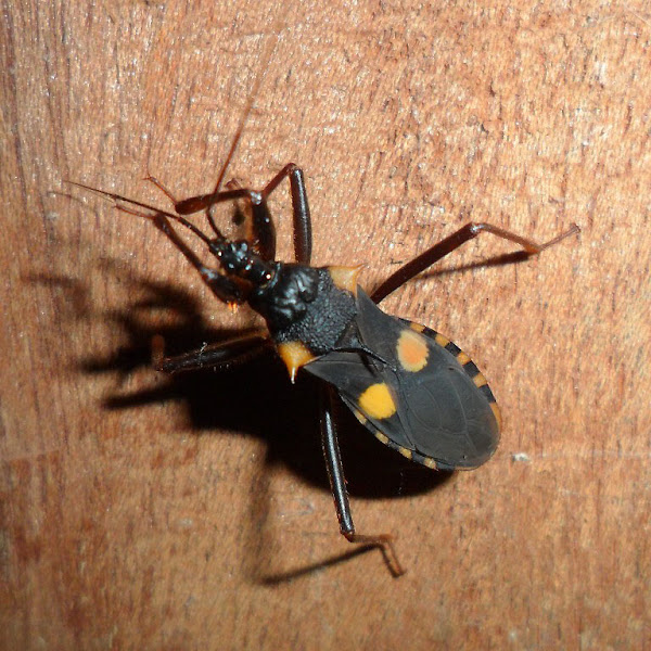 Assassin bug | Project Noah