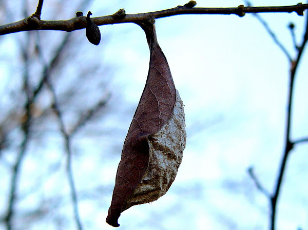 Promethea Silk Moth Cocoon | Project Noah