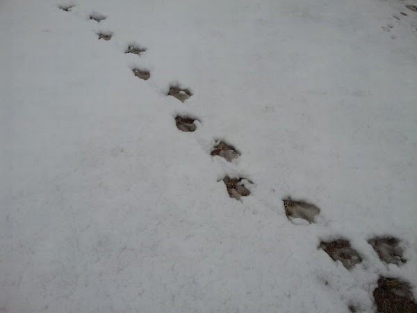 Canada goose (tracks) | Project Noah