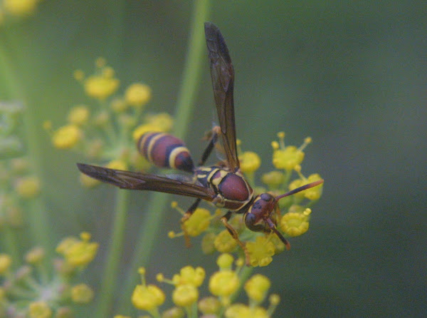 Common Paper Wasp | Project Noah