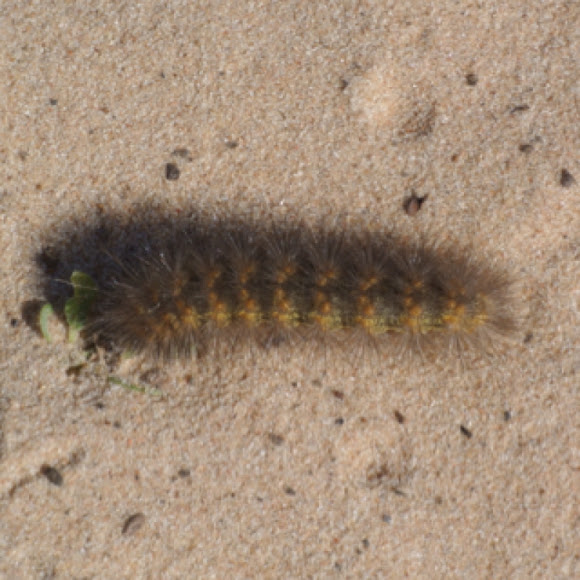 Salt Marsh caterpillar | Project Noah
