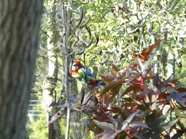 easten rosella | Project Noah